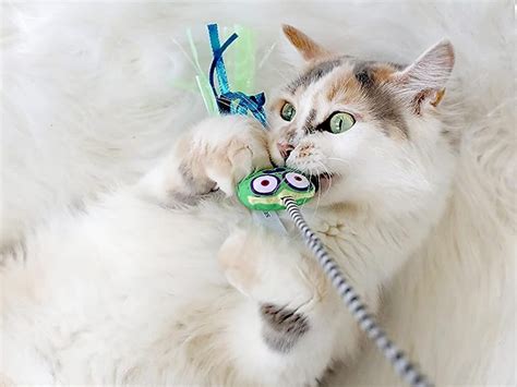 Best Cat Toys For Seniors At Heather Richards Blog