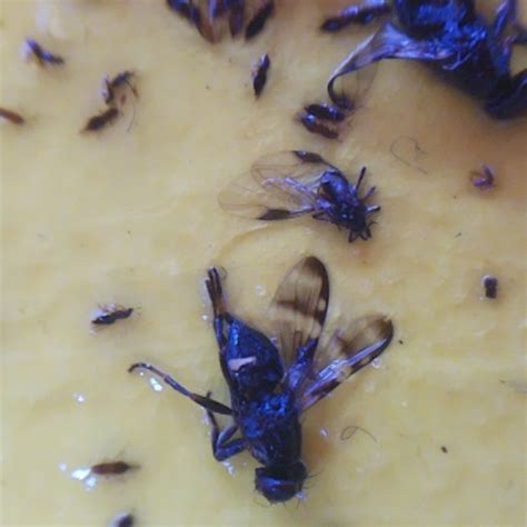 Etrap Roboflow Universe