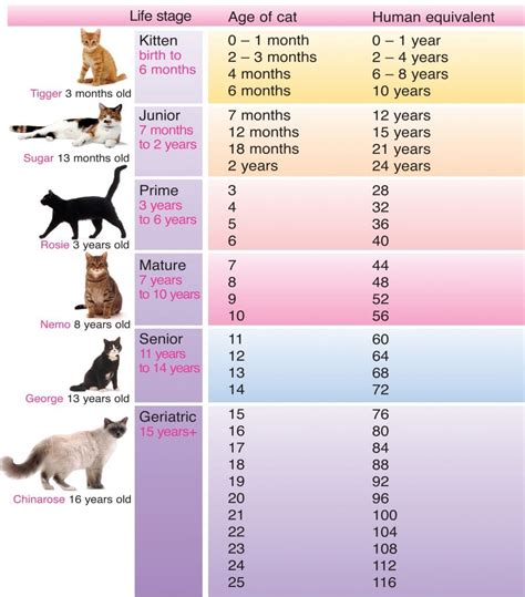 Kitten Teeth Age Chart