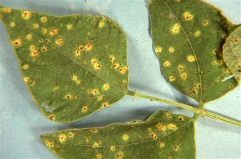 Rust Of Bean Vegetable Pathology Long Island Horticultural Research Extension Center