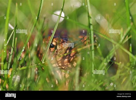 Hiding Toad Hide Toads Stock Photo Alamy