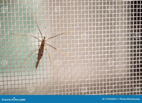Mosquito Net Wire Screen On House Window Protection Stock Image Image Of Mosquitos Mosquito