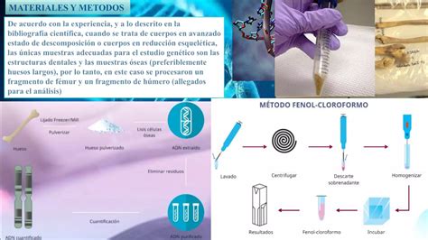 Genetica Forense Articulopptx Genetics Science