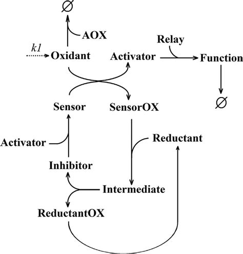 Network Diagram Of Generic Redox Signalling Model 1 The Steady State Download Scientific