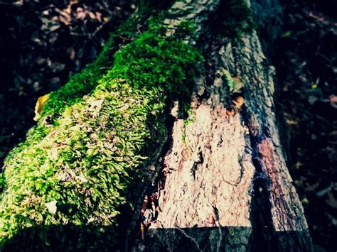 Fallen Oak Tree Stock Image Image Of Tree Bark Fallentree 123650179
