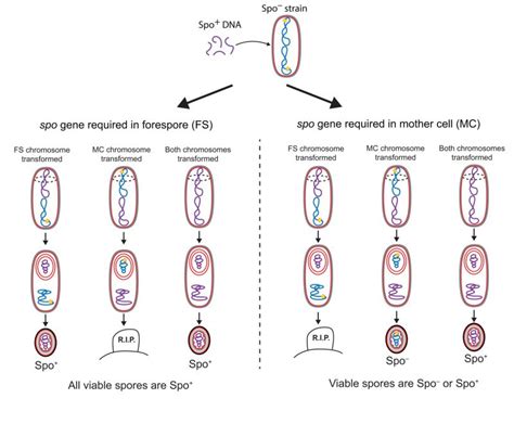 Milestones In Bacillus Subtilis Sporulation Research