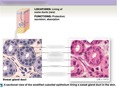 Diagram Of Epithelium Quizlet