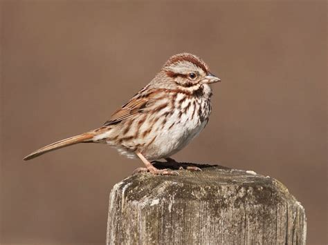45 Common Birds In New York With Pictures And Identification