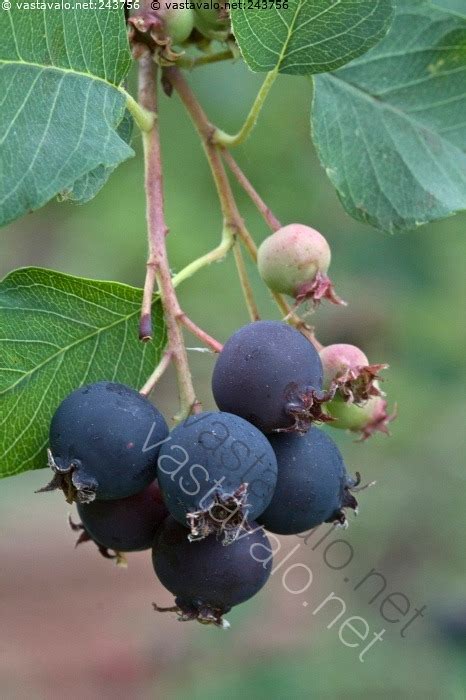 Kuva Kypsyvät Saskatoon Marjatuomipihlaja Pensaat Pensas