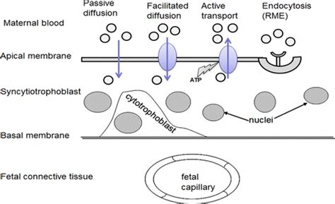 Receptor Mediated Endocytosis
