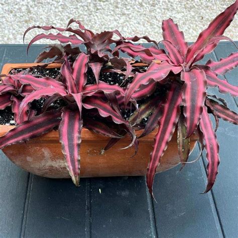 Is Your Cryptanthus Earth Star Plant Happy Key Care Tips