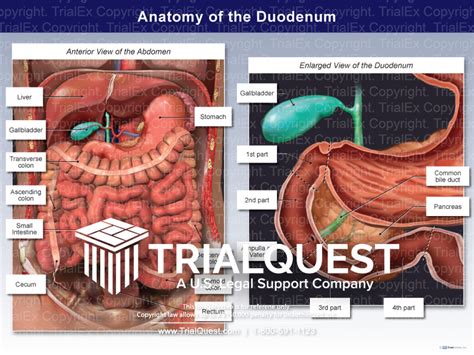 Duodenum Anatomy Duodenum Wikipedia