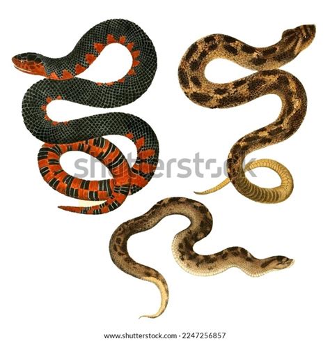 Botanical Illustration Different Types Snakes Isolated Stock Illustration 2247256857 Shutterstock