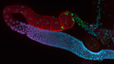 What Is Fluorescence And Its Application In Medicine At Kasey Bailey Blog