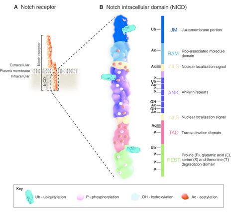 Notch Icd Domain Structure And Posttranslational Modifications