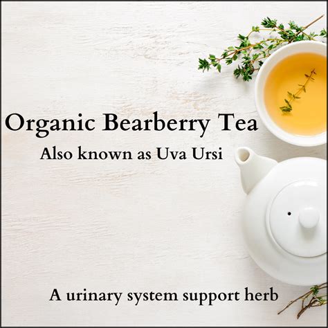 Organic Uva Ursi Tea Holly Healthcare