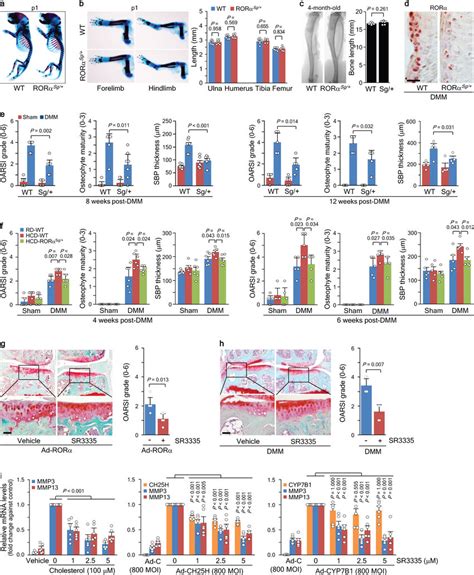 Regulation Of Oa Pathogenesis By Rorα A C Whole Skeleton Staining A Download Scientific