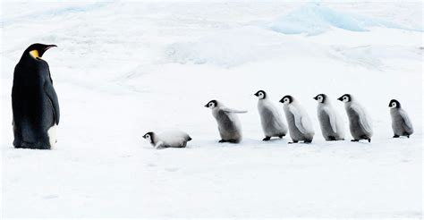 Avoid These Seven Linux Distros Until You Know Linux News Minimalist