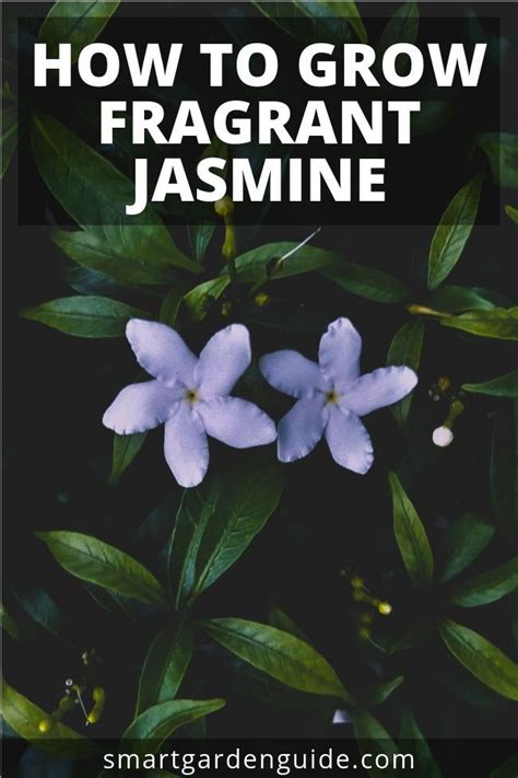 How To Grow Jasmine Indoors Read My Complete Guide To Jasmine Plant Care At Smartgardenguide