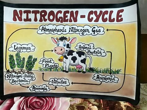 Nitrogen Cycle Drawing