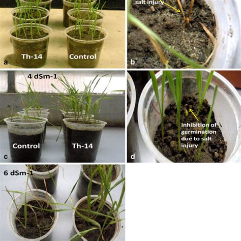 Effect Of Seed Biopriming With Salinity Tolerant Isolates Of T Download Scientific Diagram