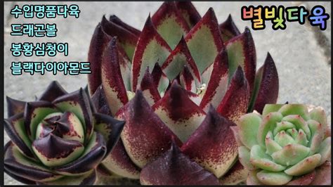230223다육이별빛다육수입명품다육블랙다이아몬드초특가다육가시마리아귀품다육드래곤볼세설백금 빙산기비수입엘샤군생succulent肉质植物