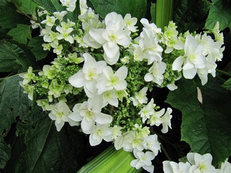 Hydrangea Quercifolia Snowflake Emerald Plants