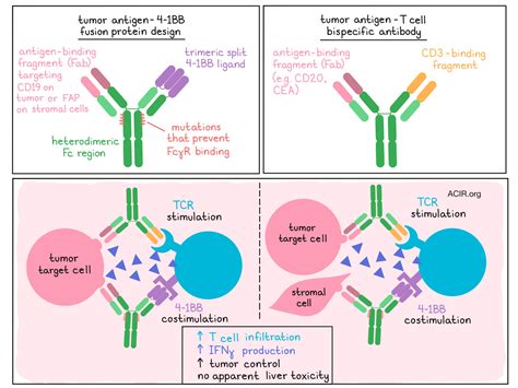 Protein Function Assay At Sarita Sturgeon Blog