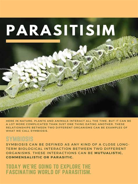 Infographic Parasitism Pdf