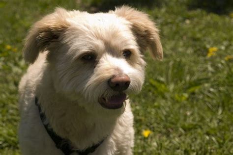 100 Marvelous Mixed Dog Breeds Youll Love With Info And Pictures