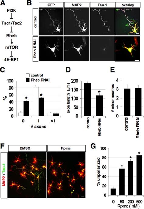 Rheb And Mtor Activity Are Required For Neuronal Polarity A An