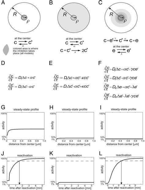 Three Possible Models Of The Mitotic Spindle Checkpoint A The Direct