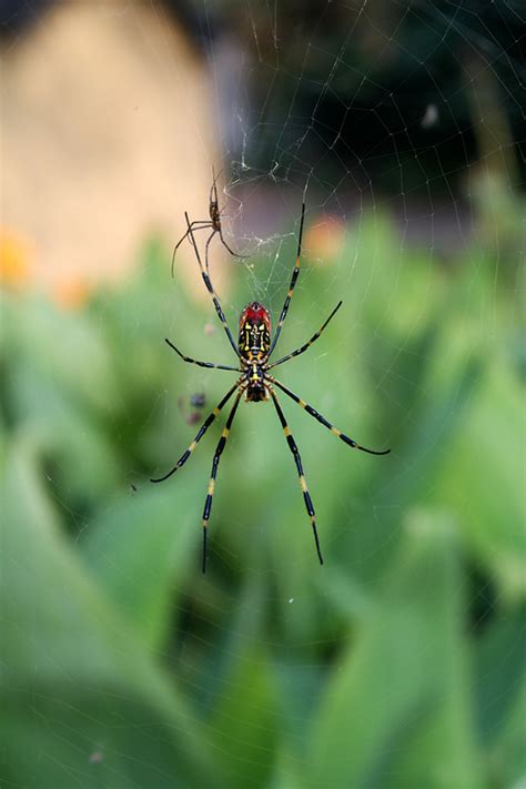 거미와 거미줄 유토이미지 상세페이지 베이직샵 사진 20710644