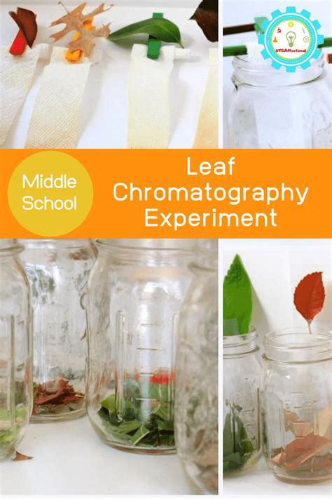 Leaf Chromatography Experiment For Elementary And Middle School