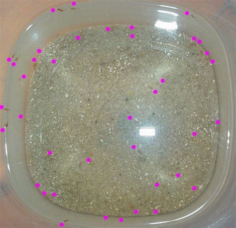 Breeding And Raising Triops Fish Care
