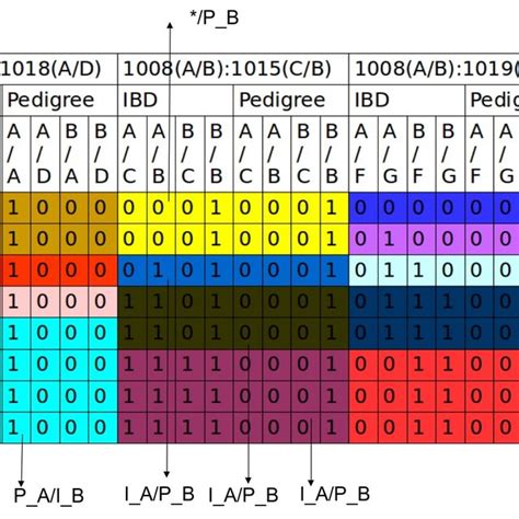 An Example To Show Different Segregation Patterns Based On Pedigree And