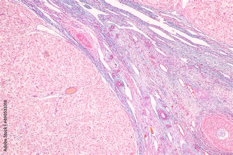 Anatomy and Histological Ovary Testis and Sperm human cells under microscope ภาพถายสตอก