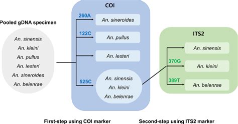 Schematic Diagram Of The Workflow For Predicting Species Composition Download Scientific