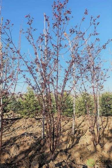 Royal Raindrops Crabapple Multi Stem 10 12 Roller Auctions