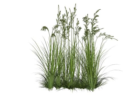 Grass6 Alegion Stock By Coolzero2a On Deviantart