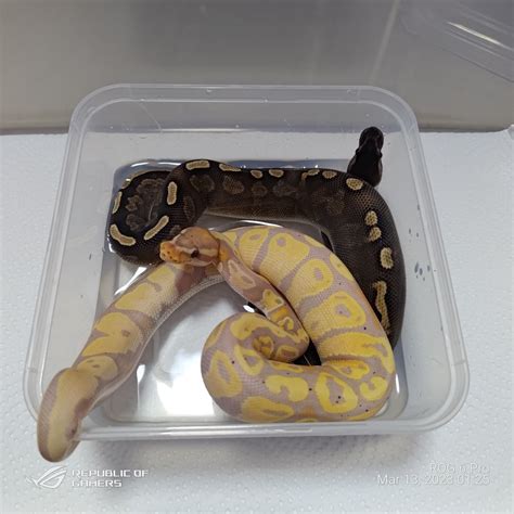 Couple Together Photo😆 Ball Pythons Morphmarket Reptile Community