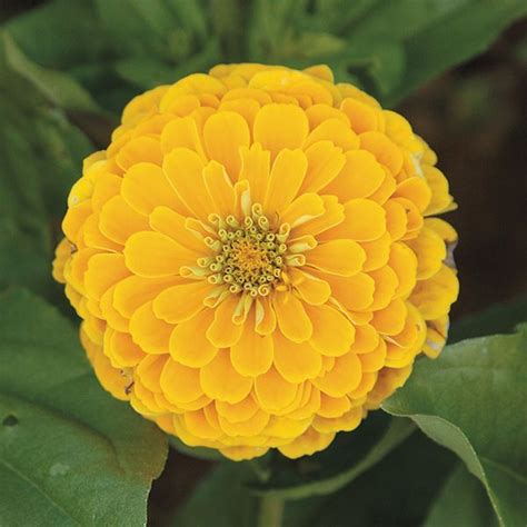 Golden Yellow Zinnia Zinnia Flowers Zinnias Flower Seeds