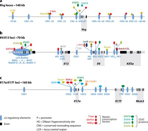 Figure 4 From Differentiation Of Effector CD4 T Cell Populations Semantic Scholar