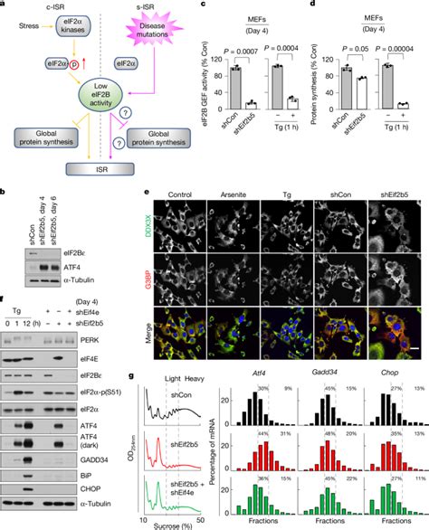 Plasticity Of The Mammalian Integrated Stress Responsenature X Mol