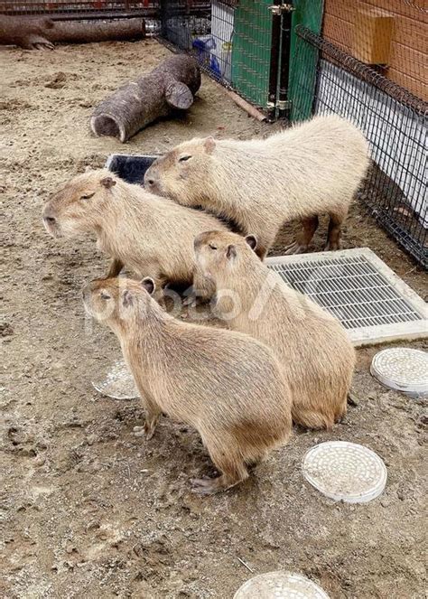 カピバラ No 25149445|写真素材なら「写真ac」無料(フリー)ダウンロードok カピバラ No 25149445|写真素材なら「写真ac」無料(フリー)ダウンロードok
