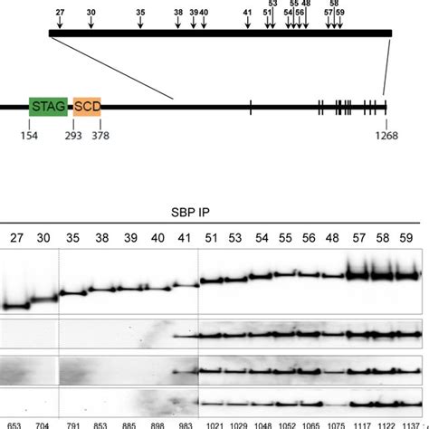 Interaction Of Mutant Stag2 Proteins With Cohesin 293t Cells Were Download Scientific Diagram