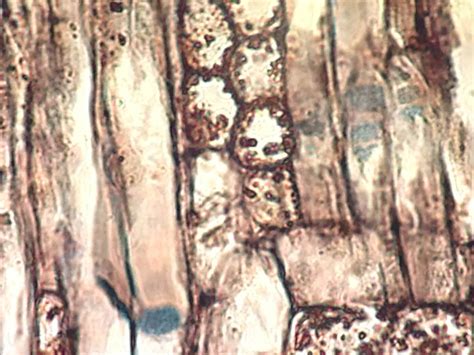 Understanding A Plants Vascular System General Hydroponics Understanding A Plants Vascular System General Hydroponics