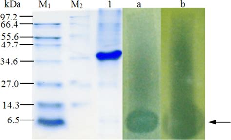 Detection Of Bacteriocin Activity Of Thuricin 4aj1 And Estimation Of