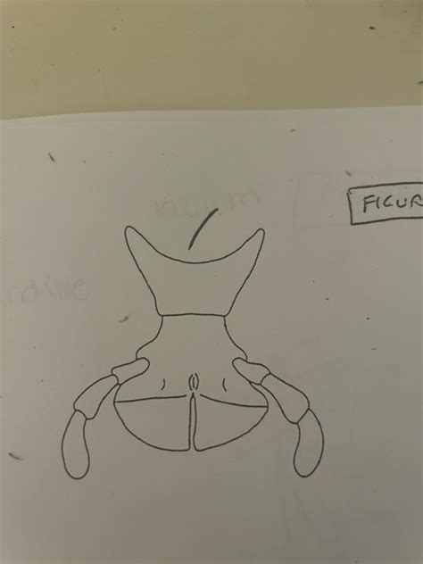 Insect Id 4 Diagram Quizlet