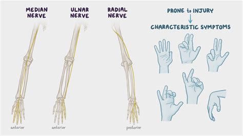 Ulnar Nerve Anatomy Hand